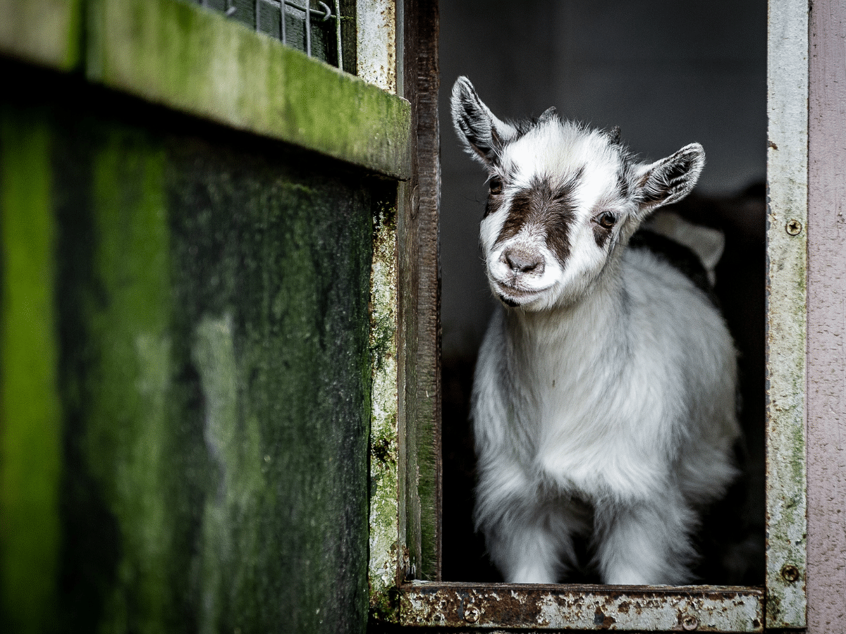Loafing Shed Sizing Guide For AR, MO, KS & OK
