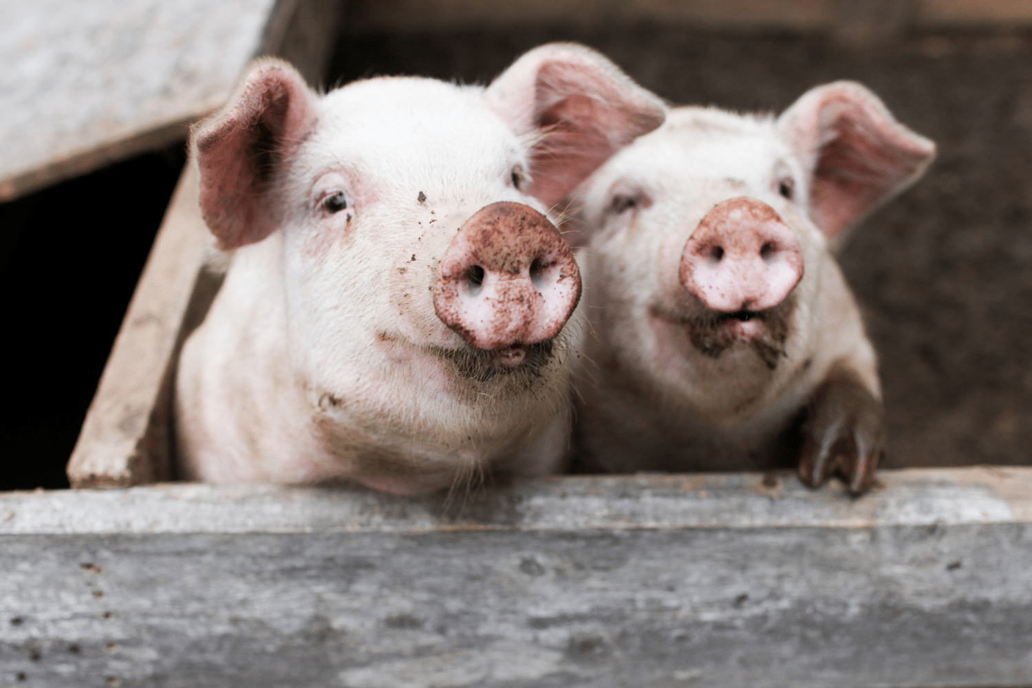 Loafing Shed Sizing Guide For AR, MO, KS & OK